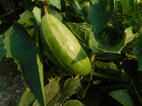 Parwal 이미지 – 찾아보기 711 스톡 사진, 벡터 및 비디오 | Adobe Stock