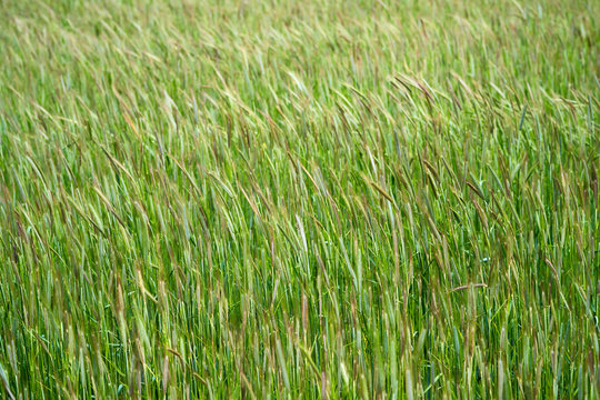 Grainfield Images – Parcourir 12,348 le catalogue de photos, vecteurs ...