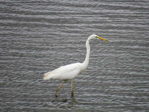 Garsa Images – Browse 43 Stock Photos, Vectors, and Video | Adobe Stock