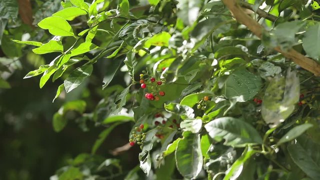 Chacrona Imagens – Procure 106 fotos, vetores e vídeos | Adobe Stock