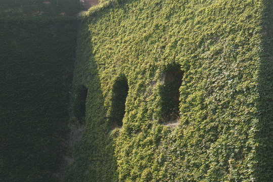 Giftefeu Bilder – Durchsuchen 3,204 Archivfotos, Vektorgrafiken und ...