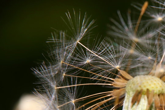 「Pusteblumensamen」の写真素材 | 51件の無料イラスト画像 | Adobe Stock