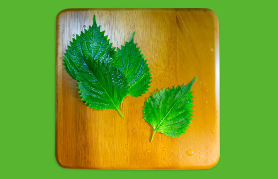 "Oba Leaf" Images – Browse 38 Stock Photos, Vectors, and Video | Adobe ...