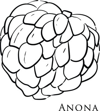 Anona bilder – Bläddra bland 6,499 stockfoton, vektorer och videor ...