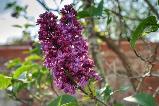 รูปภาพLilas – เลือกดูภาพถ่ายสต็อก เวกเตอร์ และวิดีโอ10,373 | Adobe Stock