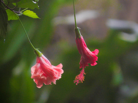 Imágenes de Cayenas: descubre bancos de fotos, ilustraciones, vectores ...