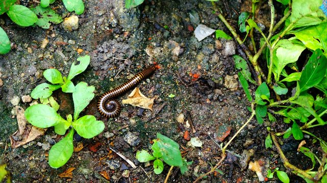 Thousand-Leggers Images – Parcourir 9,309 le catalogue de photos ...