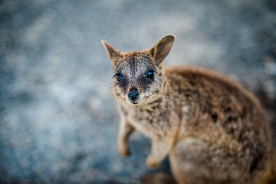 Macropod Bilder – Durchsuchen 20,108 Archivfotos, Vektorgrafiken und ...
