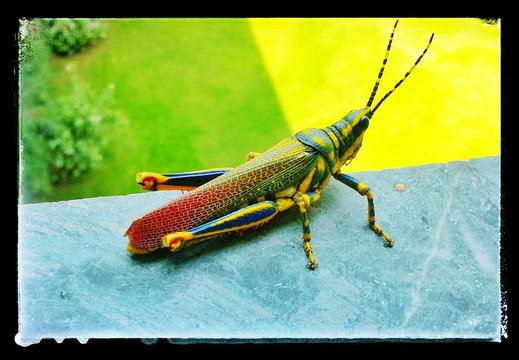 Grasshopper bilder – Bläddra bland 128,997 stockfoton, vektorer och ...