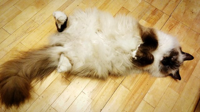 Birmanes Bilder – Durchsuchen 5,587 Archivfotos, Vektorgrafiken und ...