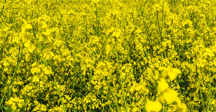 รูปภาพRapssaat – เลือกดูภาพถ่ายสต็อก เวกเตอร์ และวิดีโอ93 | Adobe Stock