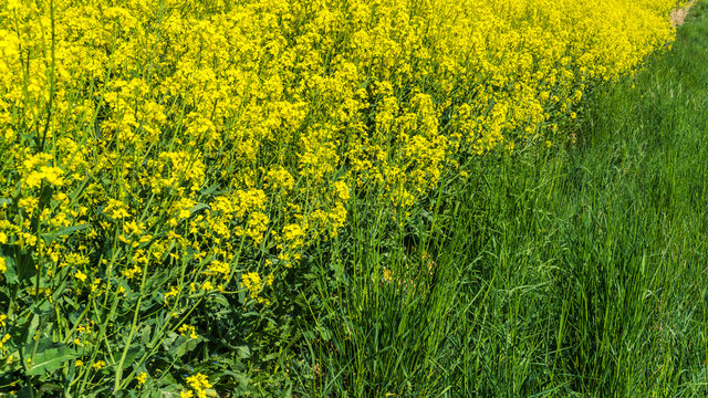 「Rapssaat」の画像 - 87 件の Stock 写真、ベクターおよびビデオ | Adobe Stock