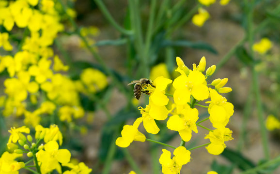 รูปภาพRapssaat – เลือกดูภาพถ่ายสต็อก เวกเตอร์ และวิดีโอ93 | Adobe Stock