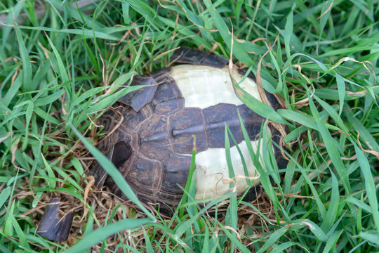 รูปภาพChelydridae – เลือกดูภาพถ่ายสต็อก เวกเตอร์ และวิดีโอ1,709 | Adobe ...