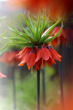 Fritillus Images – Browse 19 Stock Photos, Vectors, and Video | Adobe Stock