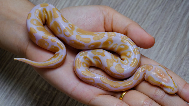 Baby Albino Ball Pythons