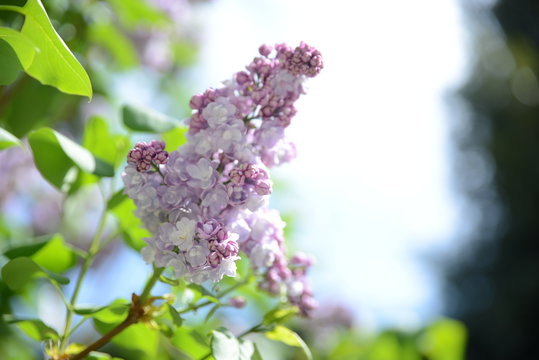 รูปภาพLilas – เลือกดูภาพถ่ายสต็อก เวกเตอร์ และวิดีโอ7,871 | Adobe Stock