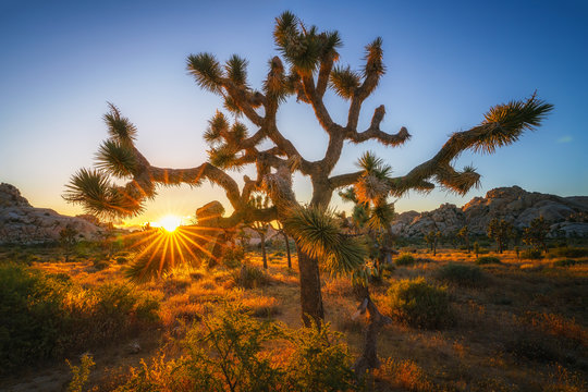 Joshua Tree Sunset Images – Browse 8,007 Stock Photos, Vectors, and ...