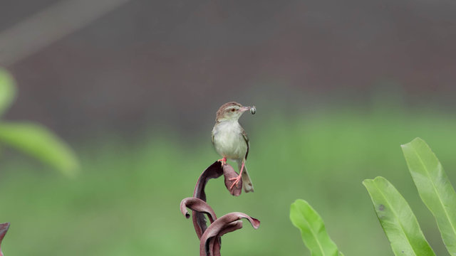 Cisticolidae Bilder – Durchsuchen 460 Archivfotos, Vektorgrafiken und Videos | Adobe Stock