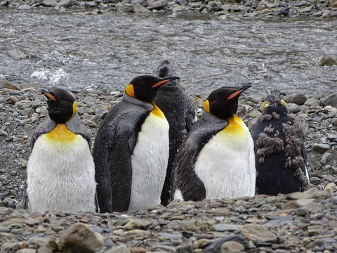 Pinguin Images – Browse 13,487 Stock Photos, Vectors, and Video | Adobe ...