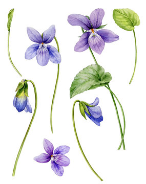 Violet Illustration
