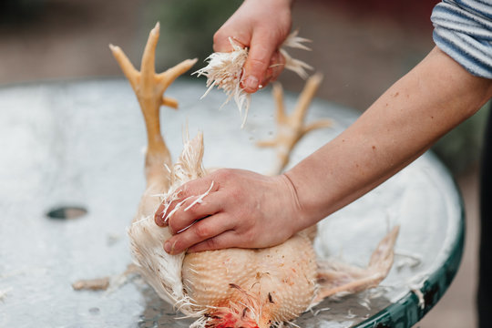 รูปภาพPluck – เลือกดูภาพถ่ายสต็อก เวกเตอร์ และวิดีโอ431,521 | Adobe Stock