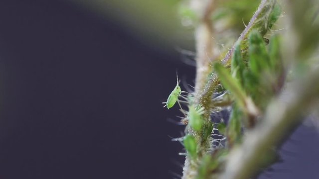 "Armored Scale Insect" Images – Browse 274 Stock Photos, Vectors, and ...