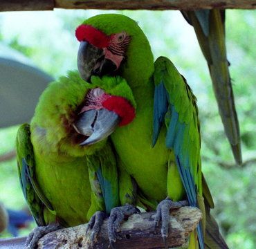 "Green Parrots" Images – Browse 813 Stock Photos, Vectors, and Video ...