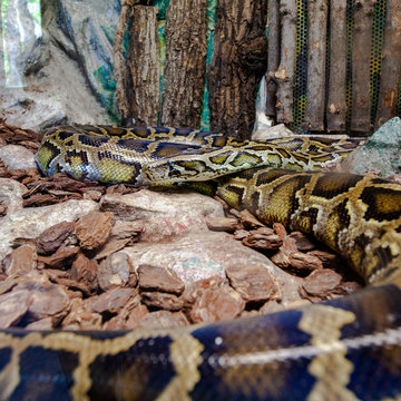 รูปภาพViperinae – เลือกดูภาพถ่ายสต็อก เวกเตอร์ และวิดีโอ2,406 | Adobe Stock