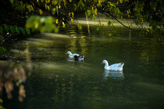 DIE 871 BESTEN BILDER, STOCK-FOTOS UND -VEKTORGRAFIKEN ZU „Mastgans ...