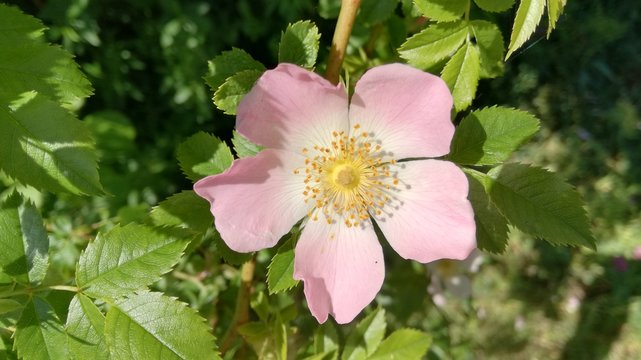 รูปภาพBuschrose – เลือกดูภาพถ่ายสต็อก เวกเตอร์ และวิดีโอ283 | Adobe Stock