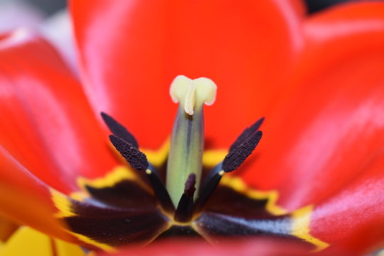 Pistile 이미지 – 찾아보기 321 스톡 사진, 벡터 및 비디오 | Adobe Stock