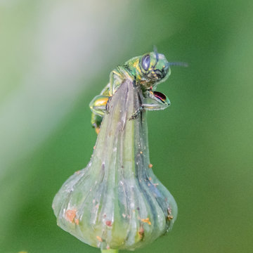 รูปภาพPeste – เลือกดูภาพถ่ายสต็อก เวกเตอร์ และวิดีโอ3,317 | Adobe Stock