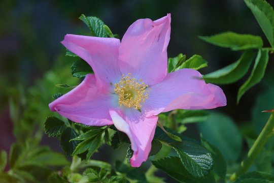 รูปภาพBuschrose – เลือกดูภาพถ่ายสต็อก เวกเตอร์ และวิดีโอ283 | Adobe Stock