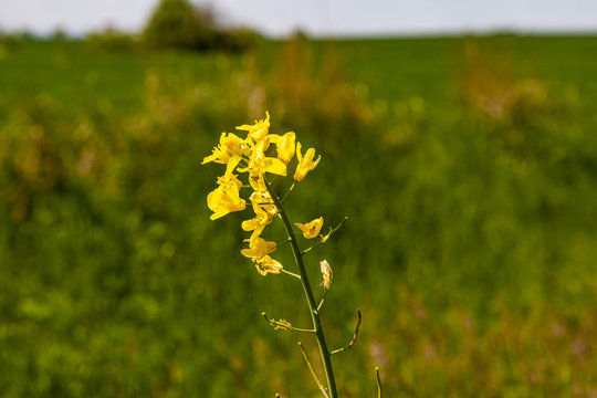 Rapssaat Bilder – Durchsuchen 51,117 Archivfotos, Vektorgrafiken und ...