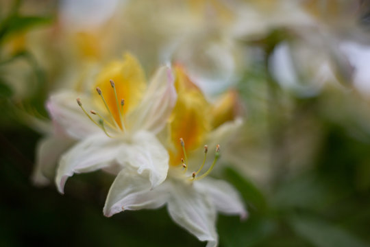 Azelia Images – Browse 26 Stock Photos, Vectors, and Video | Adobe Stock