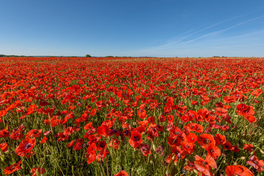 "Fields Of Poppies" Images – Browse 805 Stock Photos, Vectors, and ...