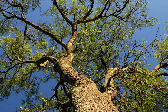 Quebracho Images – Browse 189 Stock Photos, Vectors, and Video | Adobe ...