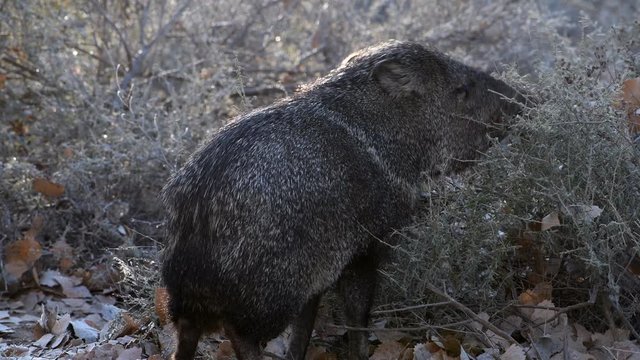 Javelina bilder – Bläddra bland 874 stockfoton, vektorer och videor | Adobe Stock