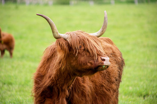 รูปภาพ"Scottish Cattle" – เลือกดูภาพถ่ายสต็อก เวกเตอร์ และวิดีโอ358 ...