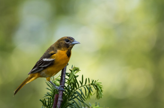 Pirole Bilder – Durchsuchen 7,500 Archivfotos, Vektorgrafiken und ...