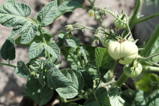 Strauchtomate Bilder – Durchsuchen 40,484 Archivfotos, Vektorgrafiken ...