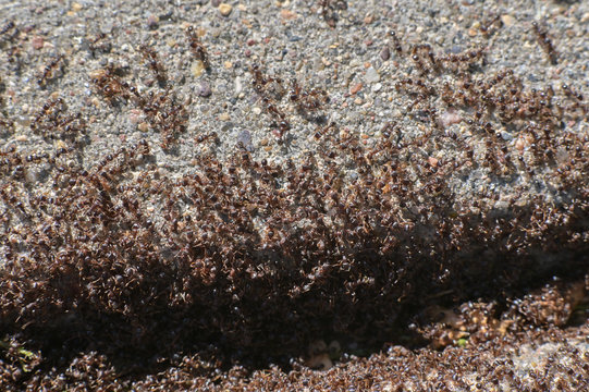 "Colony Of Ants" Images – Browse 539 Stock Photos, Vectors, and Video | Adobe Stock