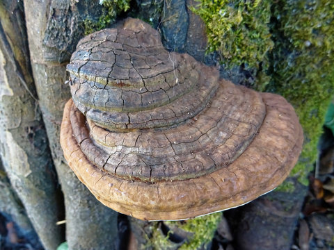 「Moignon」の画像 - 580 件の Stock 写真、ベクターおよびビデオ | Adobe Stock