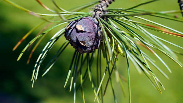 Zirbenbaum Bilder – Durchsuchen 1,516 Archivfotos, Vektorgrafiken und ...
