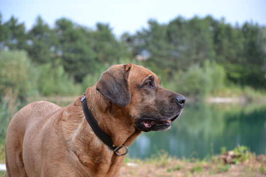 Can A Broholmer Live In United States