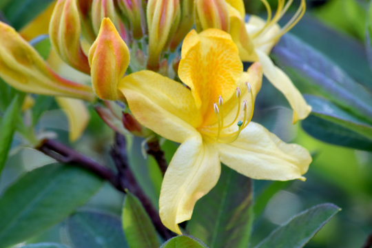 "Yellow Azalea" Images – Browse 459 Stock Photos, Vectors, and Video ...