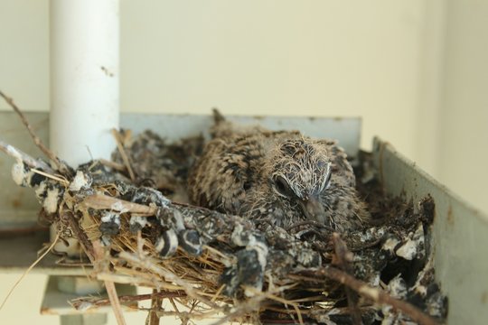 Nidification Images – Parcourir 44,763 le catalogue de photos, vecteurs ...