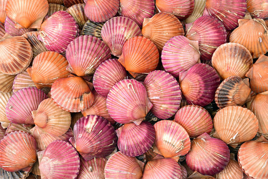 รูปภาพCockleshells – เลือกดูภาพถ่ายสต็อก เวกเตอร์ และวิดีโอ40,982 ...