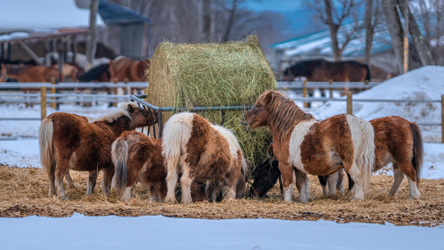 Dwarfish Bilder – Durchsuchen 2,256 Archivfotos, Vektorgrafiken und ...